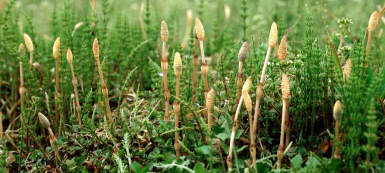大量発生する雑草のスギナを徹底解説！その繁殖力の秘密とは？正しい駆除方法を紹介 - ベジナビ